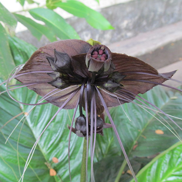 Searles | How to grow Black Bat Plant (Tacca chantrieri)